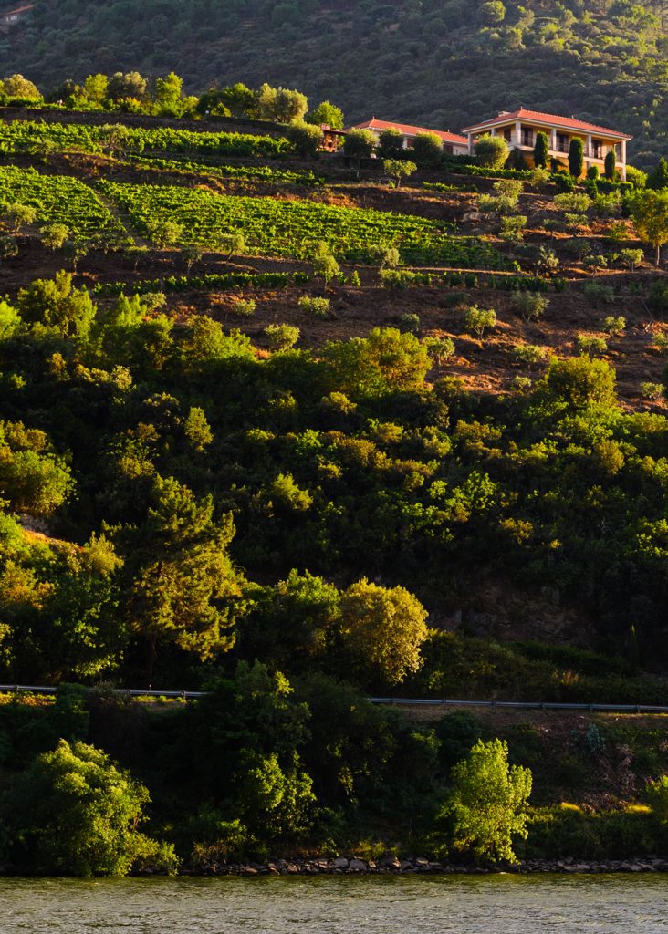 The Major Styles of Port - From The Vine