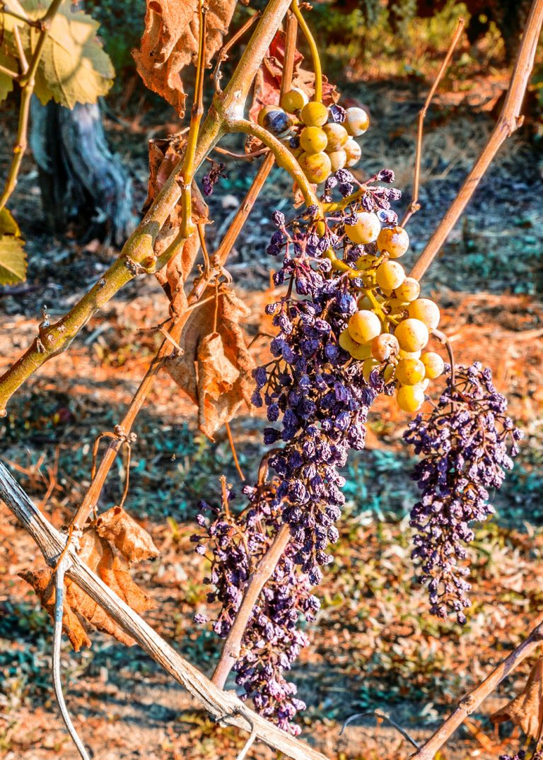 The Bug That Kills Wine: Phylloxera - From The Vine