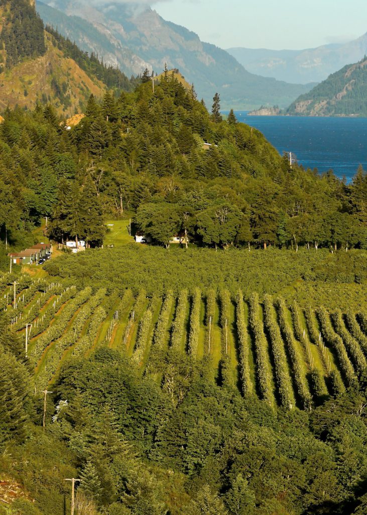 Introduction to the Regions and Wines of Washington State - From The Vine