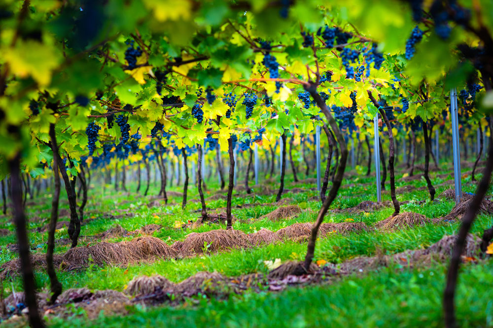 Small Wineries Part Two: Negociants - From The Vine