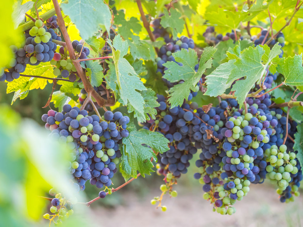 The Pinot Family Of Grapes - From The Vine