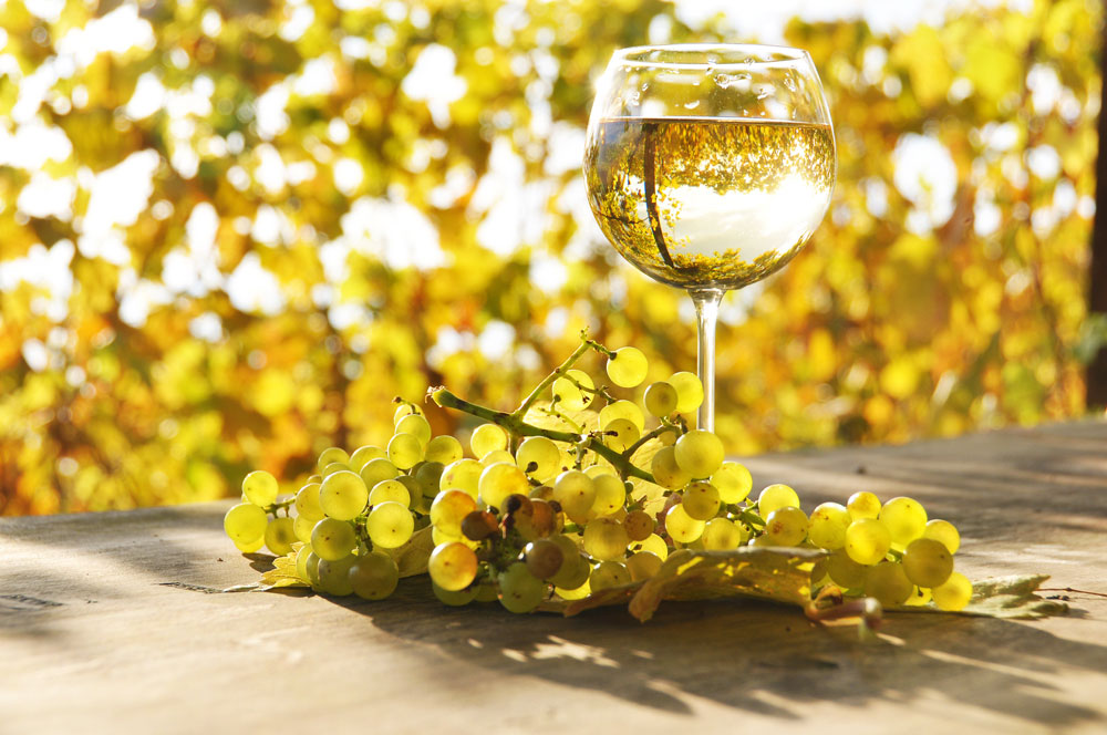 The Savvy Buyers Guide To Chardonnay - From The Vine