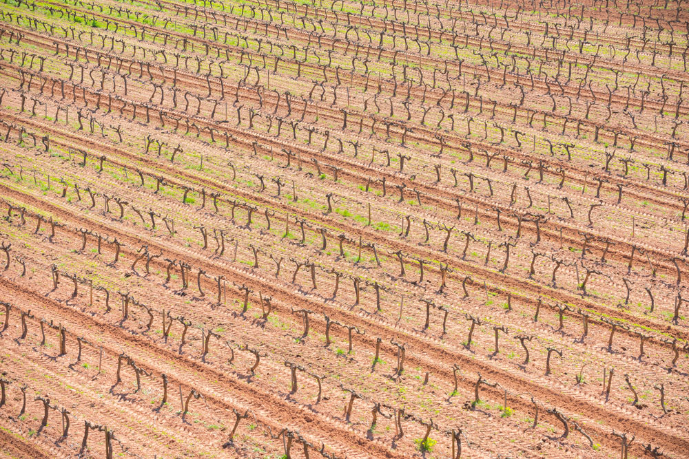 Secrets Of Vineyard Descriptions - From The Vine
