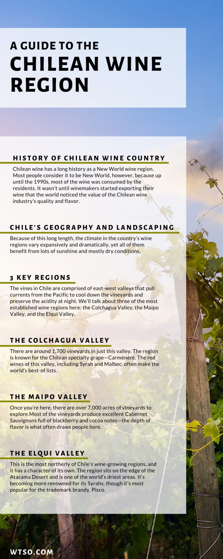 A Guide to the Chilean Wine Region