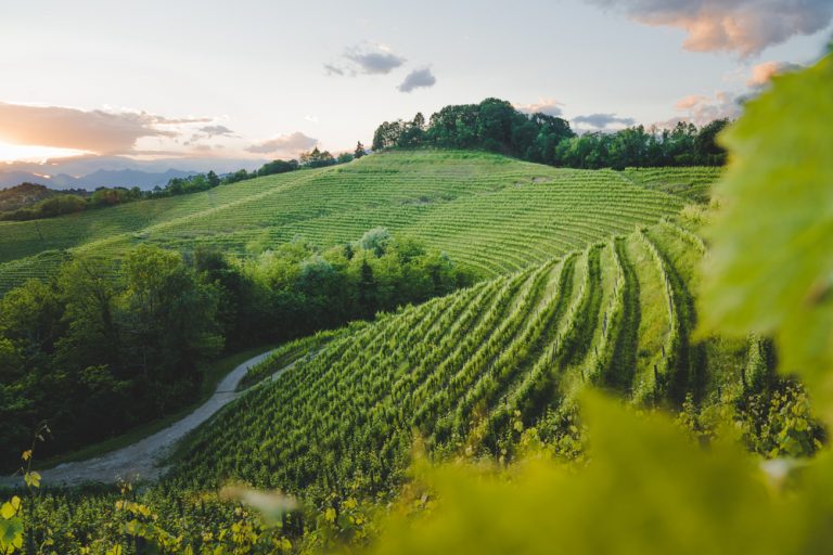 Important Appellations in Italy's Friuli-Venezia Giulia Region – With ...